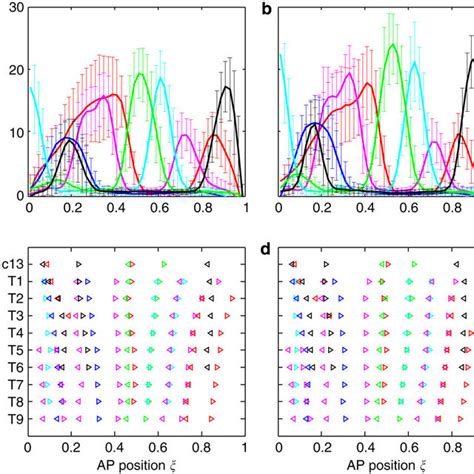 Spatial Registry And Positional Dynamics Of Gap Gene Expression