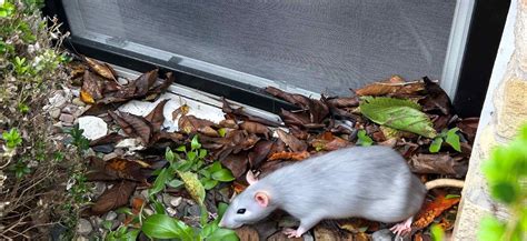 Rodent Protection For Basement Windows How To Protect Yourself From