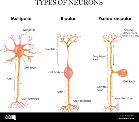 Pseudounipolar Neuron