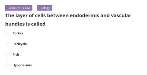 The Layer Of Cells Between Endodermis And Vascular Bundles Is Called Examians