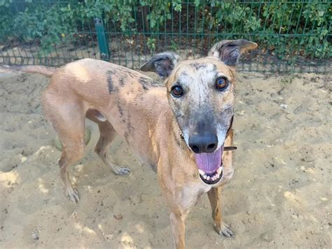 10 Gorgeous Dogs Trust Pooches Looking To Be Adopted This November