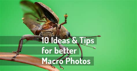 10 Ideas Tips For Better Macro Photos Wildmacro Extreme Macro Photography