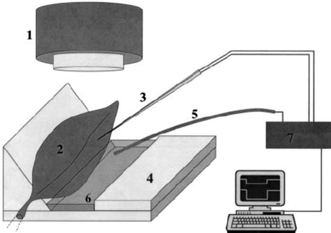 diagrammatic representation of the experimental arrangement used for
