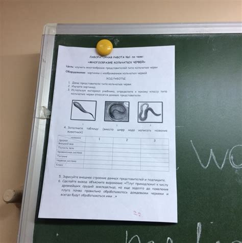 Помогите пожалуйста лабораторная работа по биологии многообразие кольчатых червей 7 класс