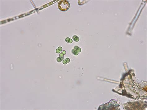 Genus Limnococcus · Inaturalist