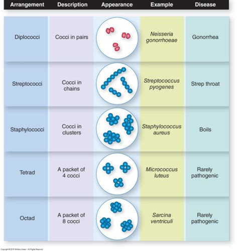 Exam 1 Bacterial Morphology Flashcards Quizlet
