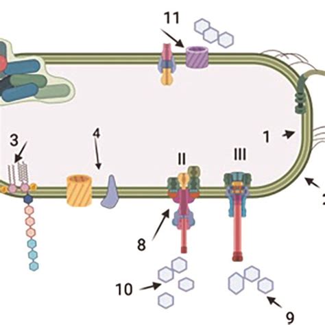 P Aeruginosa Main Virulent Factors Outer Membrana1 Inner Membrane