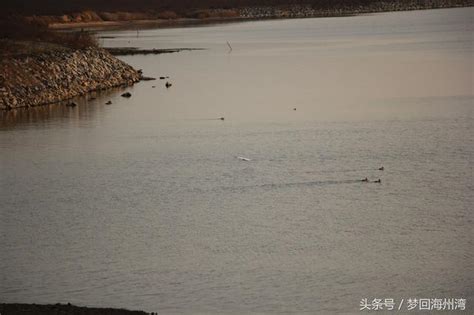 連雲港海邊的濕地蘆葦 每日頭條