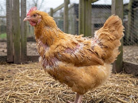 Chicken Molting Season Feed Care And Recovery Guide 2026