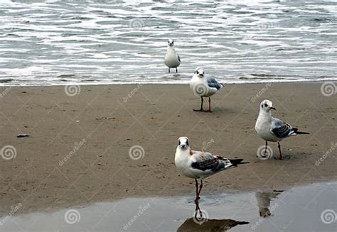 Чайки на береге Балтийского моря Стоковое Изображение изображение насчитывающей балюстрад