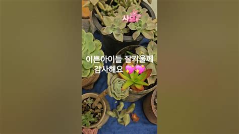 황영웅 사모 귀한 이쁜 다육 선물 감사해 잘키울께 Youtube