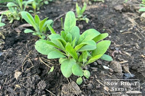 How To Tips To Grow Matthiola Incana Or Hoary Stock From Seed Sow Right Seeds