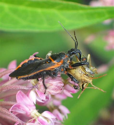 Bee Assassin Brown Stink Bug And Fly Apiomerus Crassipes Bugguide Net