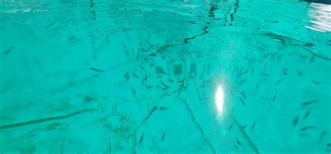 Pvc Biofloc Fish Farming Packaging Type Poly At ₹ 7500piece In