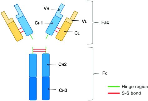 Structure Of Antibodies Download Scientific Diagram