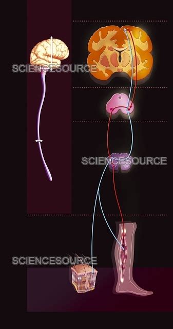 Sensorimotor Loop Stock Image Science Source Images