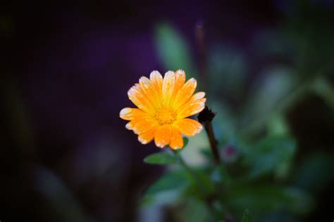 무료 이미지 분기 하락 비 이슬 푸성귀 가을 흐린 주황색 꽃 피는 식물 꽃잎 노랑 유황 우주 닫다 봄