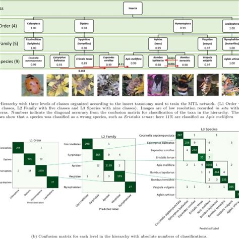 a hierarchy with three levels of classes organized according to the