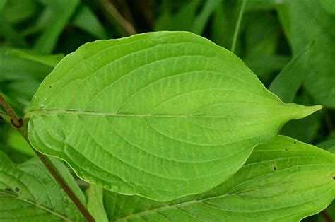 サンシュユ素人植物図鑑
