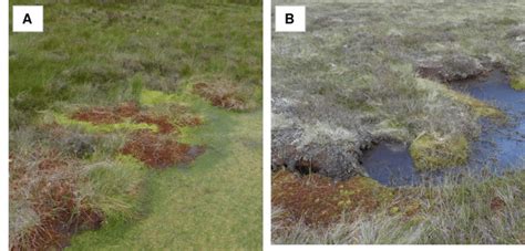 1 What Are The Environmental And Ecological Differences Driving Desmid Download Scientific