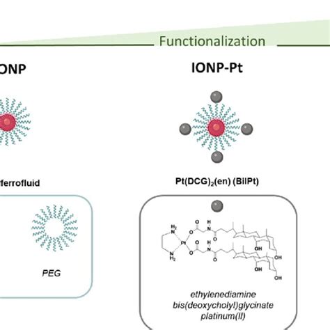 Schematic Representation Of Nps And Their Corresponding Download