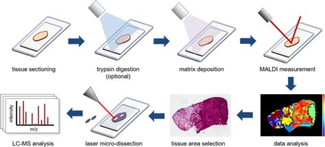 Maldi Imaging Workflow Tissue Sections Are Mounted On Slides