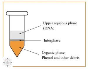Different Types Of DNA Extraction Methods Updated