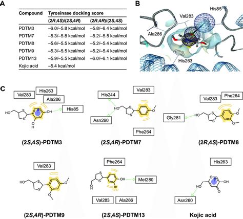 docking simulation of pdtm derivatives and kojic acid with tyrosinase