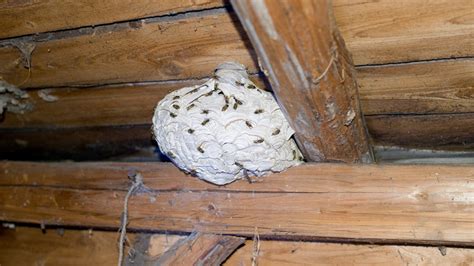 How To Kill A Wasp Nest Drenching Vs Dusting Explained