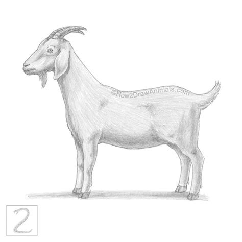 Mastering The Art Of Sketching A Majestic Goat