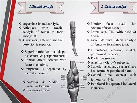 Tibia Bone Pptx