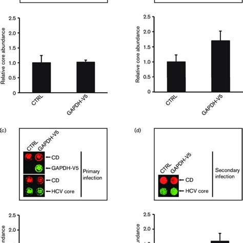 Sirna Mediated Gapdh Knockdown In Human Huh 751 Cells Leads To