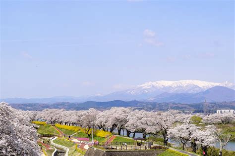 フォトギャラリー 柴田町観光物産協会