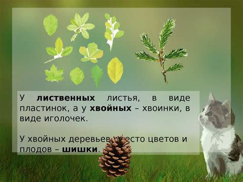 Деревья лиственные и хвойные Царство растений Легкие планеты презентация онлайн