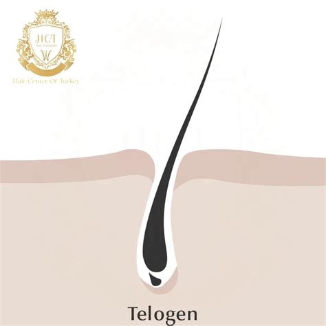Telogen Phase What Happens During The Resting Stage Of Hair Growth