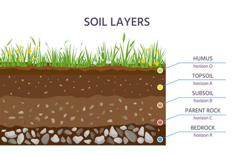 Soil Structure Layers Ground Cross Section Education Diagram Grass By Tartila TheHungryJPEG
