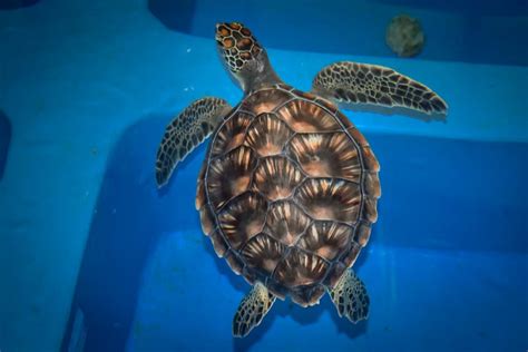 Indra Marine Savers