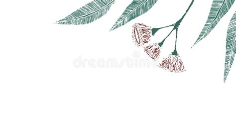 Eucalyptus Border Flowers Stock Illustrations 8378 Eucalyptus Border