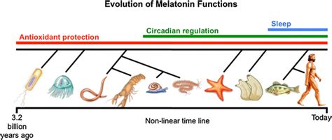 Melatonin Is Believed To Exist In Most Possibly All Animal And Plant
