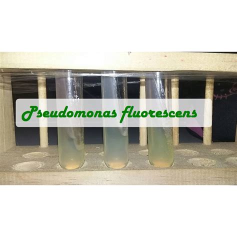 Jual Biakan Pseudomonas Fluorescens Murni Isolat Pseudomonas Indonesia