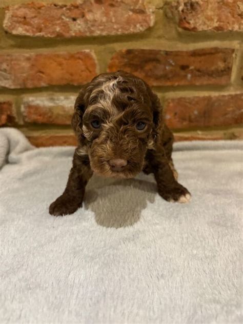 Miniature Cockapoo Puppies For Sale Cockapoo Owners
