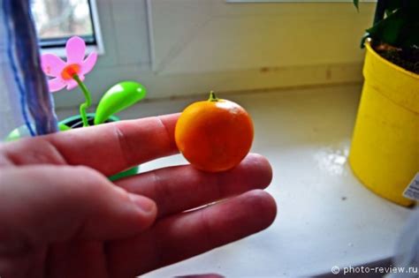 Комнатное мандариновое дерево