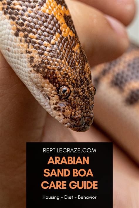 Arabian Sand Boa Care Diet Setup Facts Reptile Craze
