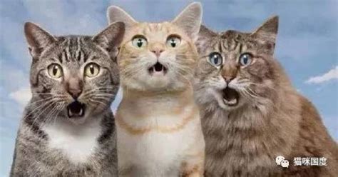 惊呆猫惊呆了惊呆了动图大山谷图库 惊呆猫惊呆了惊呆了动图大山谷图库