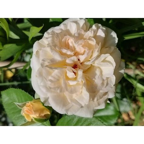 Rosier Decorosier Amber Voluptia Arbuste Paysager Aux Fleurs Doubles