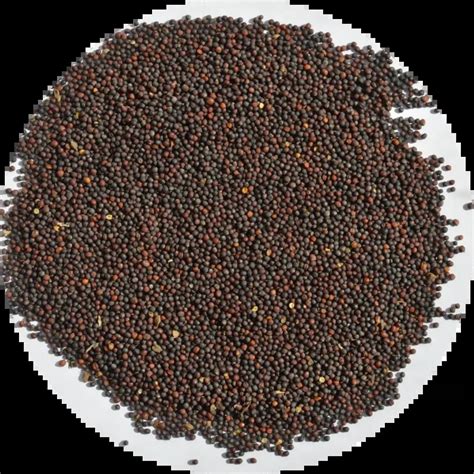 Chia Seed Salvia Hispanica Seed Nanda Baguli Landa Baguli Sabja Seeds