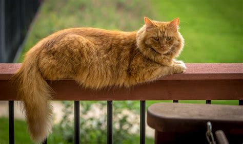Razas De Gatos Grandes Elegancia Y Vistosidad Felina