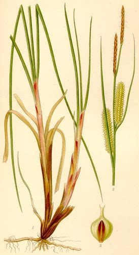 Sedges Rushes And Grasses Invasives Flashcards Quizlet