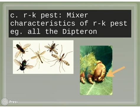 classification of insect pest