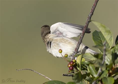 A Curious Juvenile Cedar Waxwing Feathered Photography